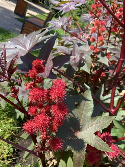 Castor Oil Plant Spiny Fruit Of Castor Oil Plant Stock Image Image