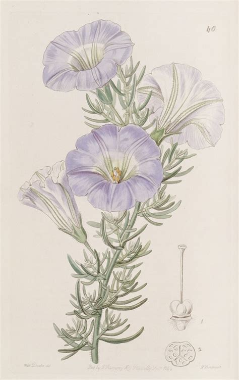 Sky Blue Alona By Sydenham Edwards Artvee