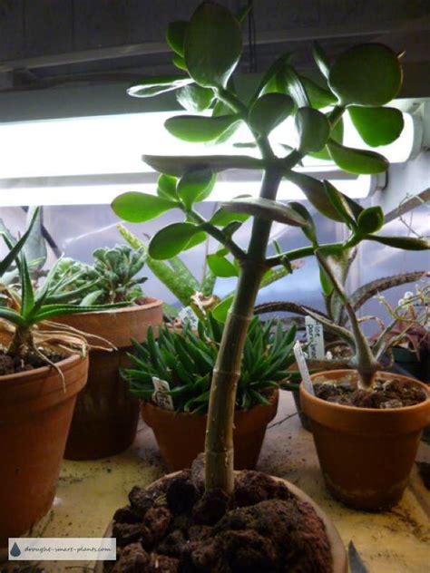 Crassula Bonsai A Charming Tiny Tree From Your Jade Plant