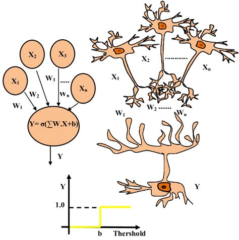 2 Biological And Artificial Neuron In Interaction With Other Neurons