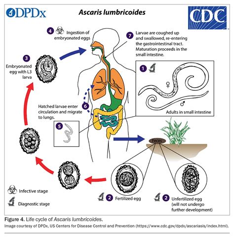 Nematodes Diseases In Humans