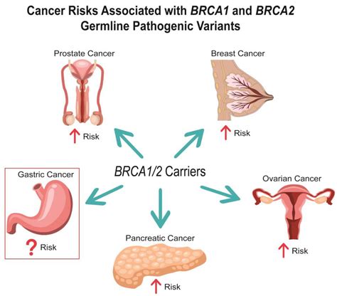 Cancer Cancer Risks Associated With Brca1 And Brca2 Germline