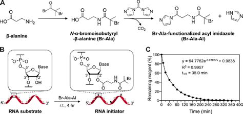 Synthesis Of Atrp Initiator Functionalized Acyl Imidazole Reagent For Download Scientific