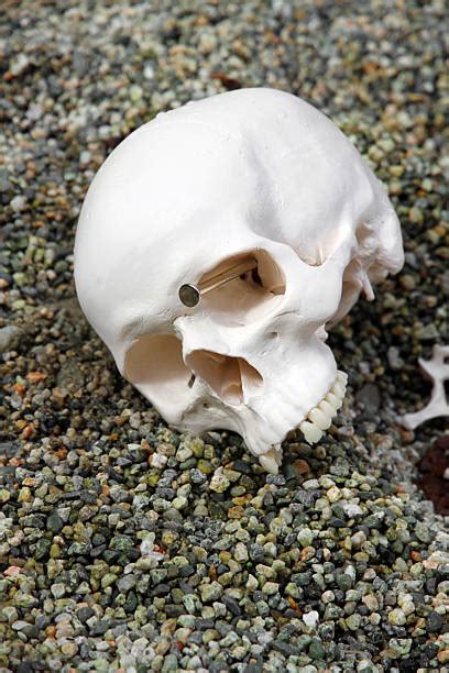 380 Homicidio Imprudente Fotos Fotografías De Stock Fotos E Imágenes