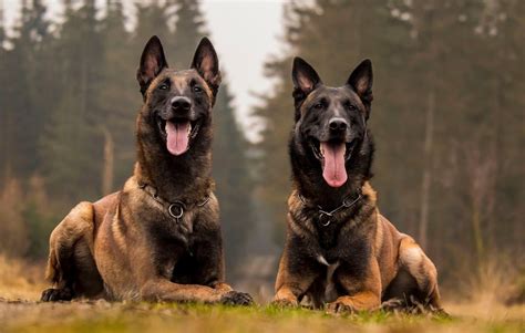 Belgian Malinois Colors Rarest To Most Common A Z Animals