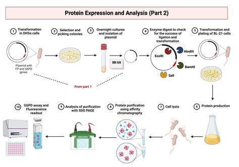 Protein Expression With Steps To Confirm Plasmid Generation Biorender