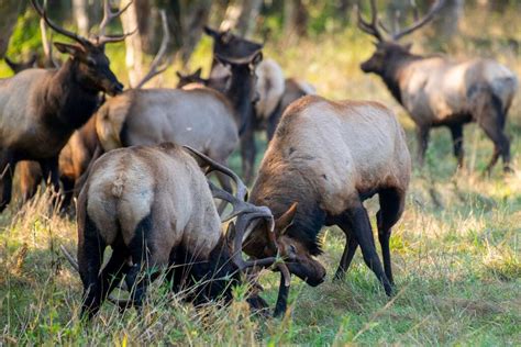 Elk Mating Season The Rut Northwest Trek Wildlife Park