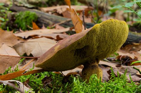 볼레투스 테스타세오스카버 또는 오렌지 자작나무 볼레테는 레치눔 속의 일반적인 식용 버섯입니다 0명에 대한 스톡 사진 및 기타 이미지 Istock