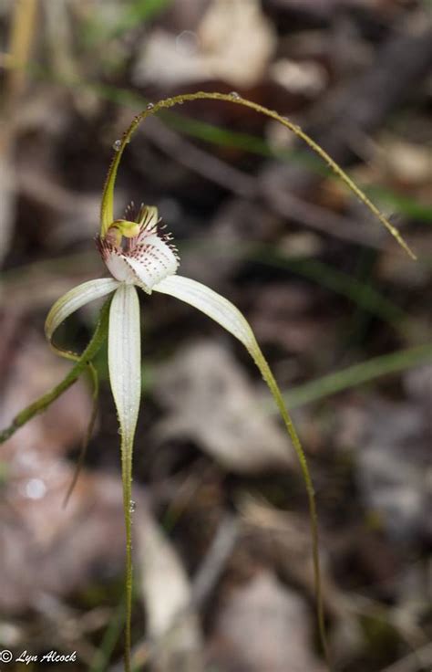 Plantfiles Pictures Orchid Species Late White Spider Orchid