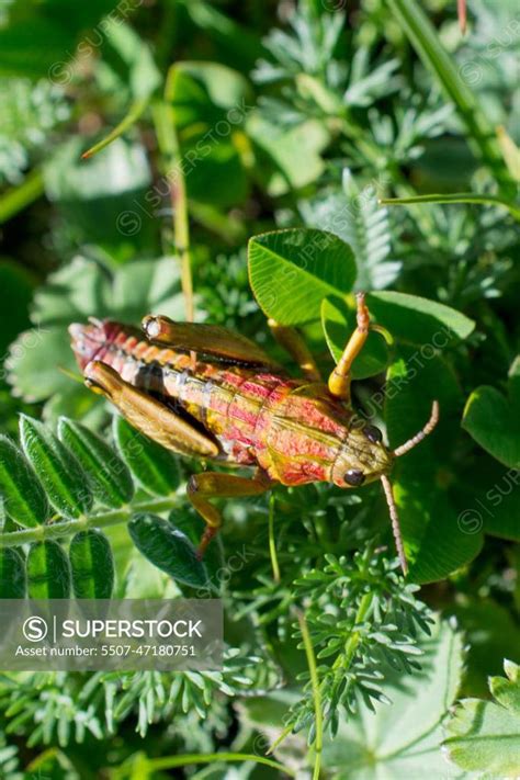 Grasshopper In Open Air Superstock