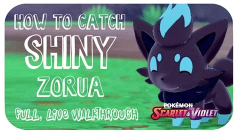 How To Catch Shiny Zorua Super Easy In Pokemon Scarlet And Violet Youtube