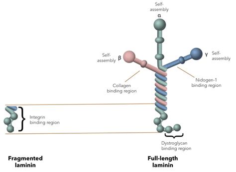 Laminin Protein Function