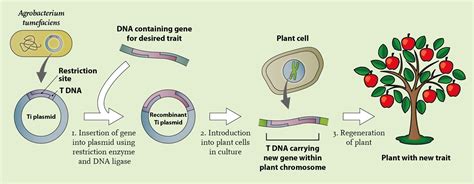 Can We Engineer Life 43 Plant Gene Technology History Bio Based Press
