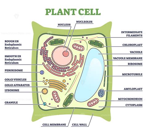Simple Plant Cell Diagram