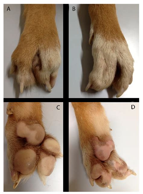 Four Unusual Cases Of Congenital Forelimb Malformations In Dogs