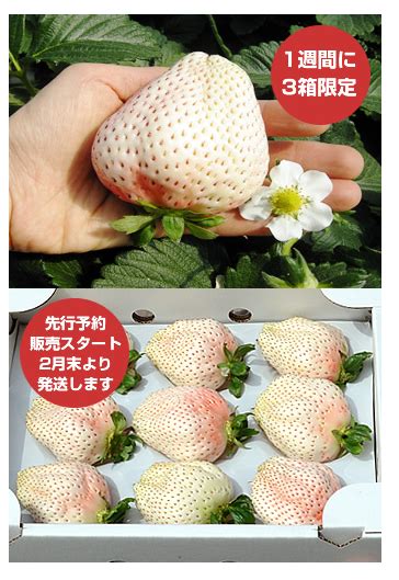 일본 하얀 딸기 가격이 무려 한 상자 15만원