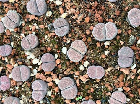 Lithops Discover Rare Succulent Plants At Vivian Lithops Garden