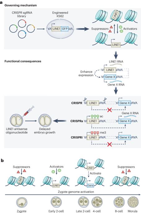 Line1 Mediates Long Range Dna Interactions Nature Genetics