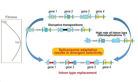 New Intron Splicing Code Revealed In Tunicates Michael Sars Centre Uib