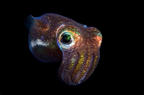 What S The Difference Between Colossal Squid And Giant Squid