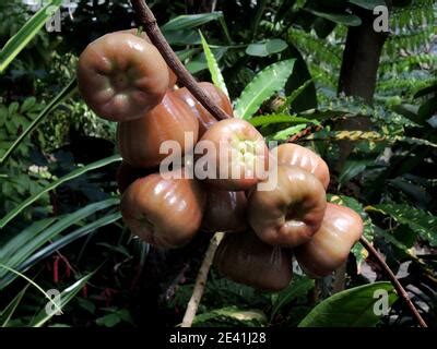 Wax Apples Syzygium Samarangense On A Plate Aka Java Apple Rose