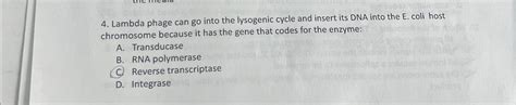Solved Lambda Phage Can Go Into The Lysogenic Cycle And