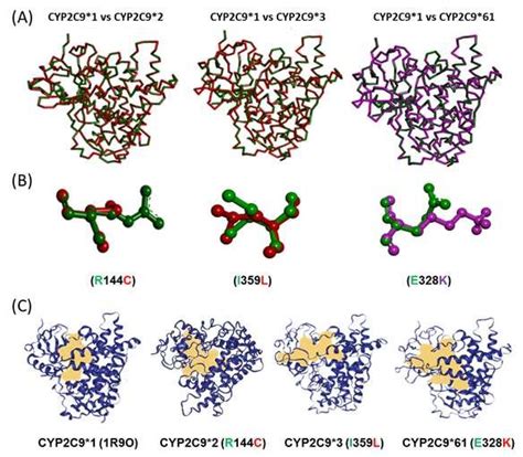 Structural Analysis Of Cyp2c9 Alleles A Superimposition Of Cα
