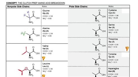 Amino Acids Protein Chart