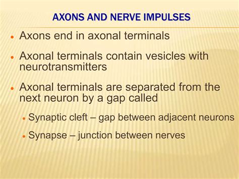 Neuron And Its Structural And Functional Type By Murtaza Syed Pptx