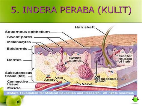 Gambar Indra Peraba 52 Koleksi Gambar