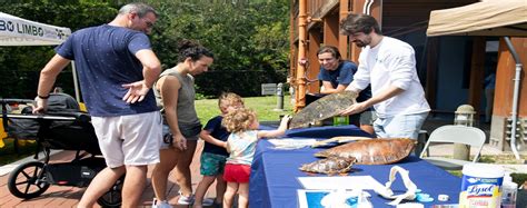 Sea Turtle Day At Gumbo Limbo Florida Atlantic University Charles E Schmidt College Of Science