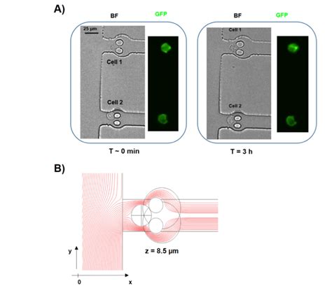 single cell trapping in the viro fluidic chip a representative image