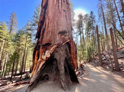 Guide For Visiting Mariposa Grove Of Giant Sequoias In Yosemite