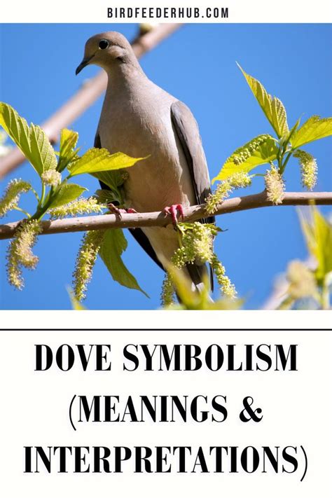 Dove Symbolism Meanings And Interpretations Dove Symbolism Doves