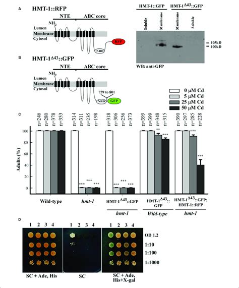 The C Terminus Of Abcb6 Hmt 1 Contains Protein Motif S For