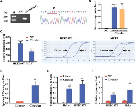 Figure 2 From A Precise And Efficient Circular Rna Synthesis System