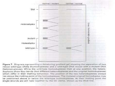 Single Strand Conformation Polymorphism Sscp Definition Sscp Is The