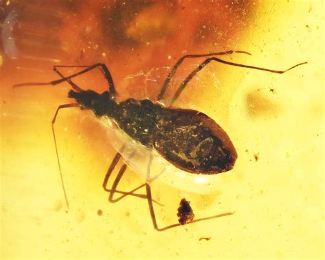 Pentatomidae Stink Bug Fossil Inclusion In Burmese Amber Etsy