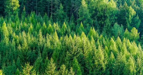 전나무와 소나무의 녹색 숲은 야생 자연 지역의 풍경 배경입니다 지속 가능한 천연 자원 건강한 환경 및 생태의 개념 사진 Unsplash의 이탈리아 이미지