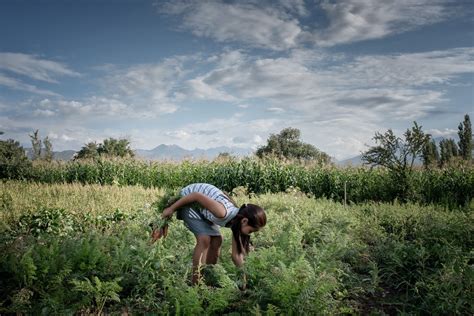 Harvest