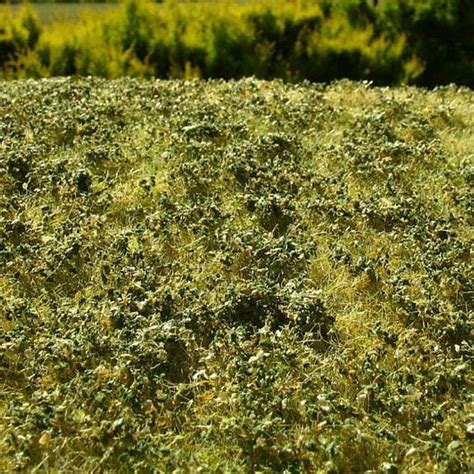 F503 S Low Bushes Late Summer Diorama Grass Mat Brooks Models