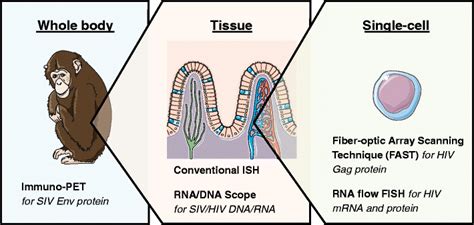 Schematic Representation Of Levels Of Hiv Visualization Including Download Scientific Diagram