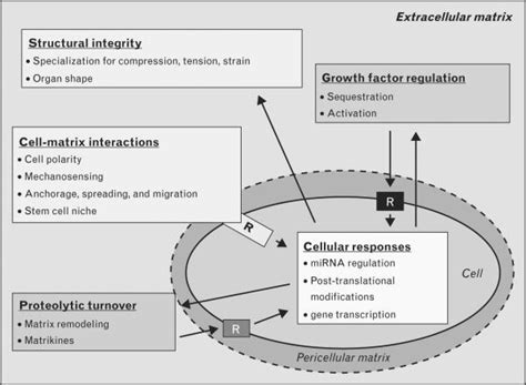 The Biology Of The Extracellular Matrix Novel Insights Pmc