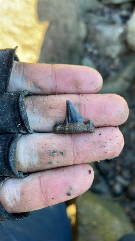 Beautiful Fresh Out The Clay Cretodus Tooth R Fossilporn