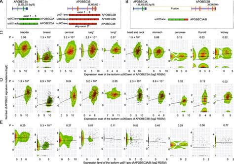 Distinct Patterns Of The Isoforms Of Apobec3a And Apobec3b Associated