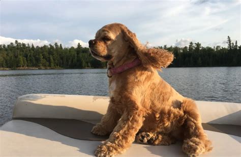 Is Fibrosarcoma A Death Sentence For Your Dog Head To Tail Canine