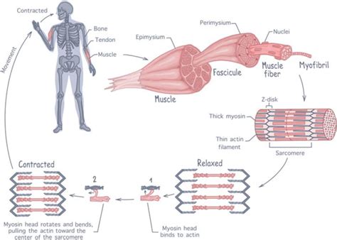 Levels Of Organization Muscular System