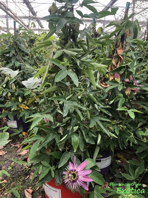 Passiflora Xviolacea ‘eynsford Gem Plantencentrum Exotica