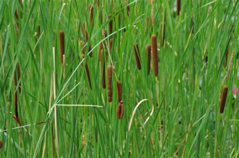 무료 사진 자작나무 잔디 잔디 필드 여름 야외에서 풍경 자연 농촌 농업