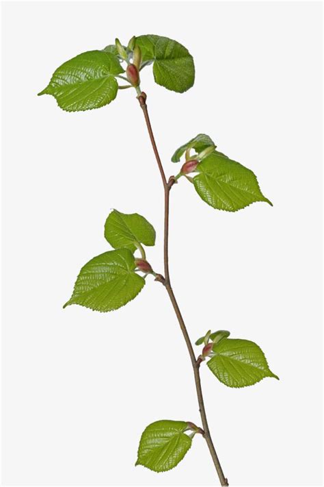 보리 잎 잎 식물 일러스트 Png 녹색 나뭇가지 나뭇잎 이미지 벡터 Psd 파일 Pngtree Foliage